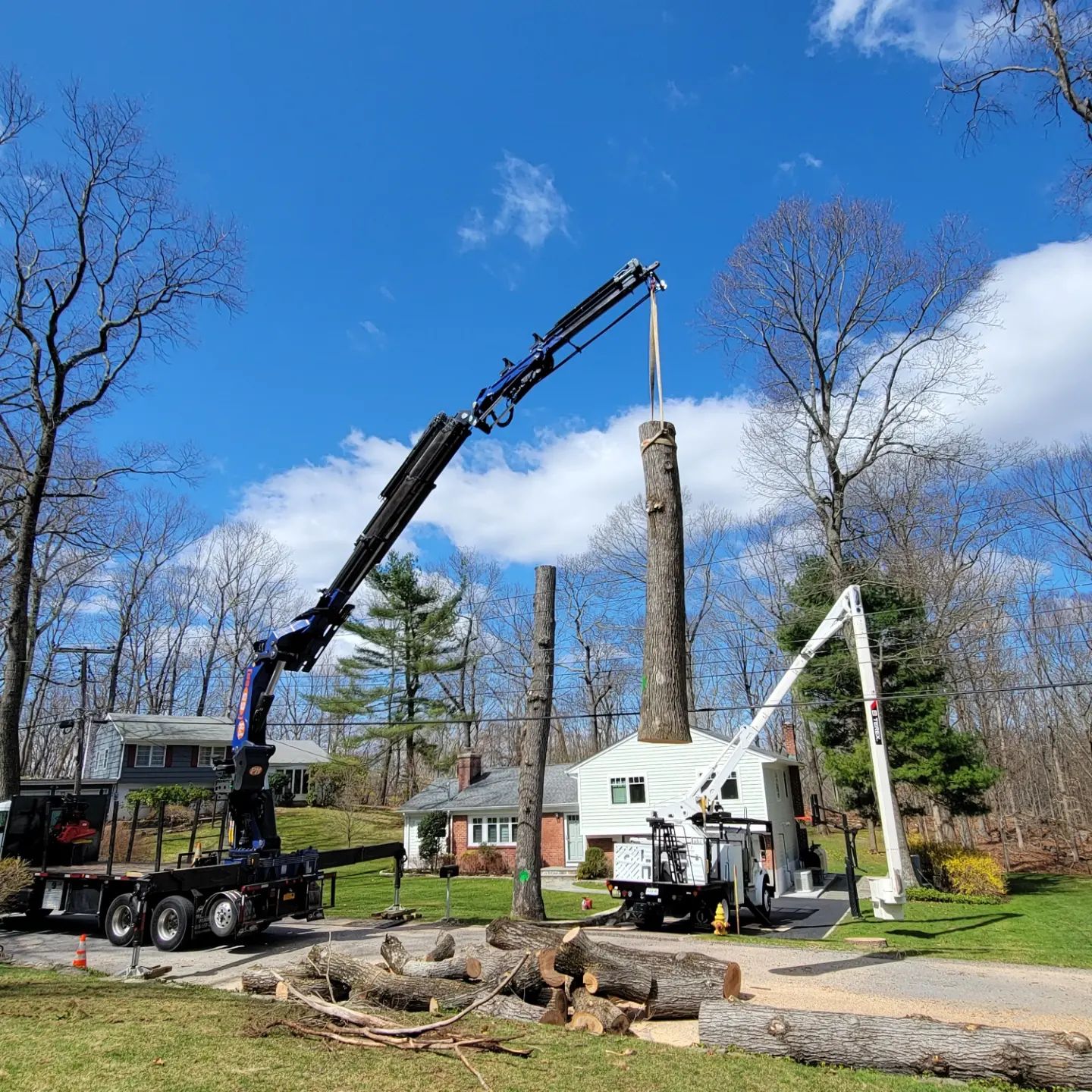 Tree Removal in Mahopac | Bizee Bee Tree Service
