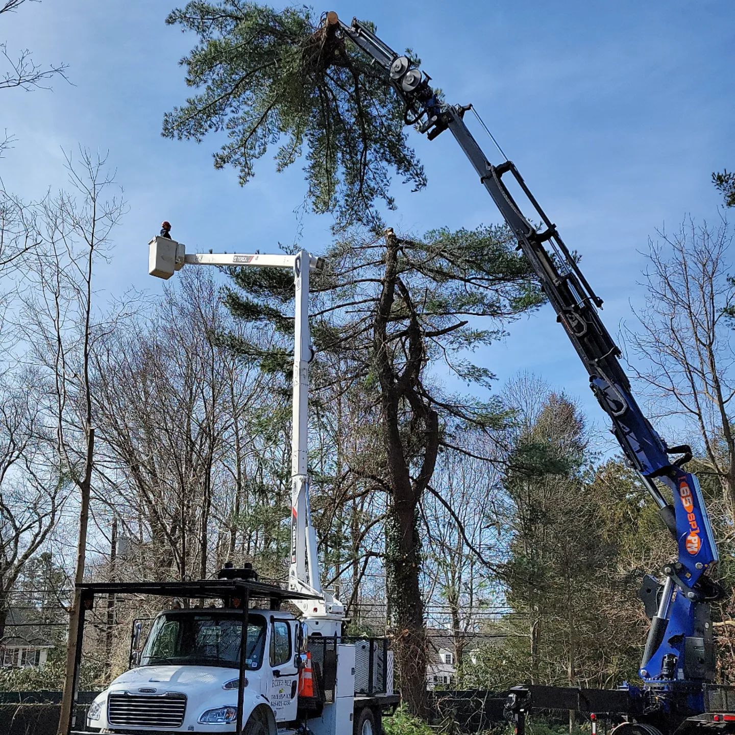 Tree Trimming in Mahopac | Tree Pruning | Bizee Bee Tree Service
